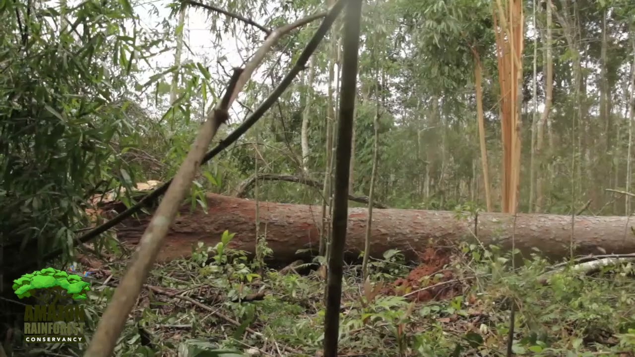 Logging in the Amazon Rainforest - YouTube