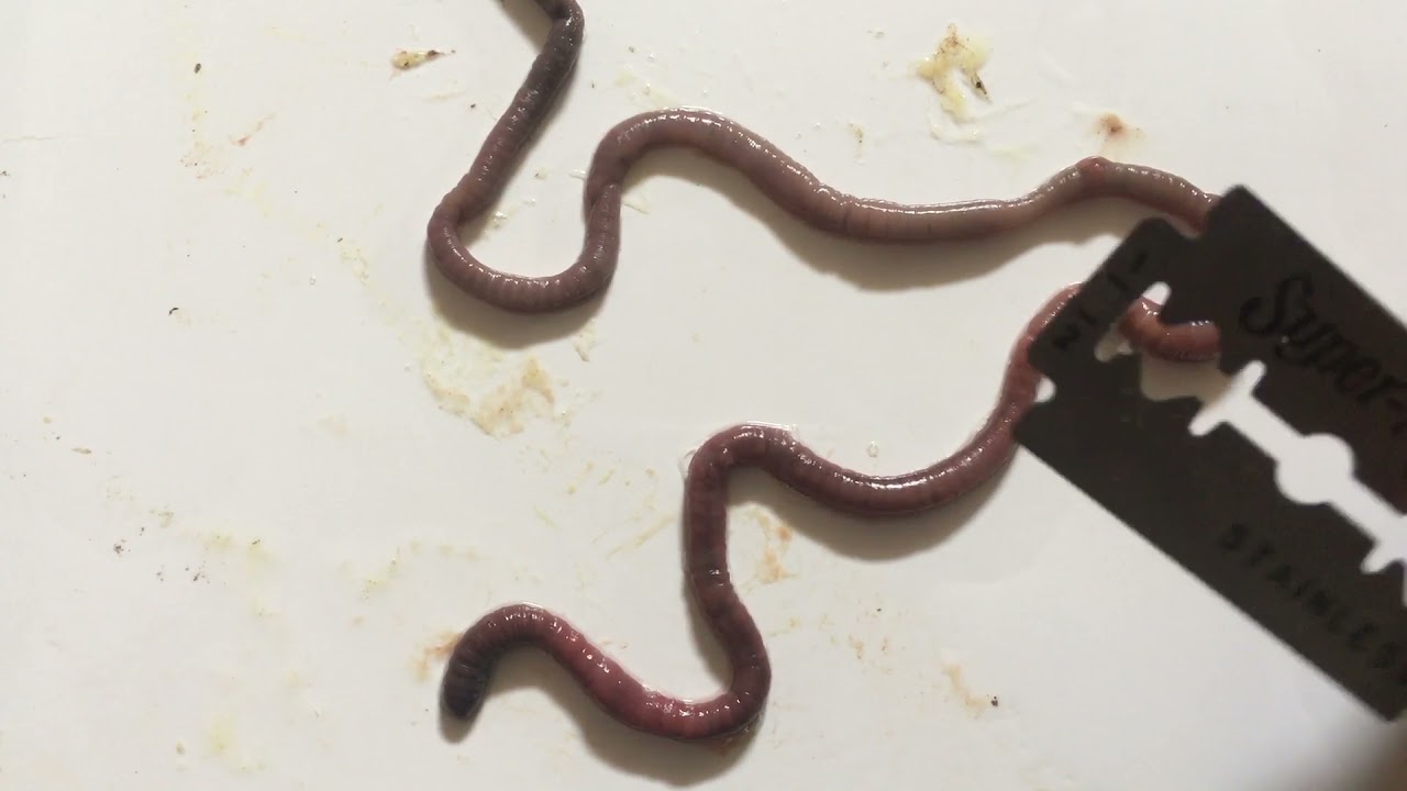 EARTHWORM SETAE | BSc Complimentary Practical | SEM 4 | Dr.Rani.S ...