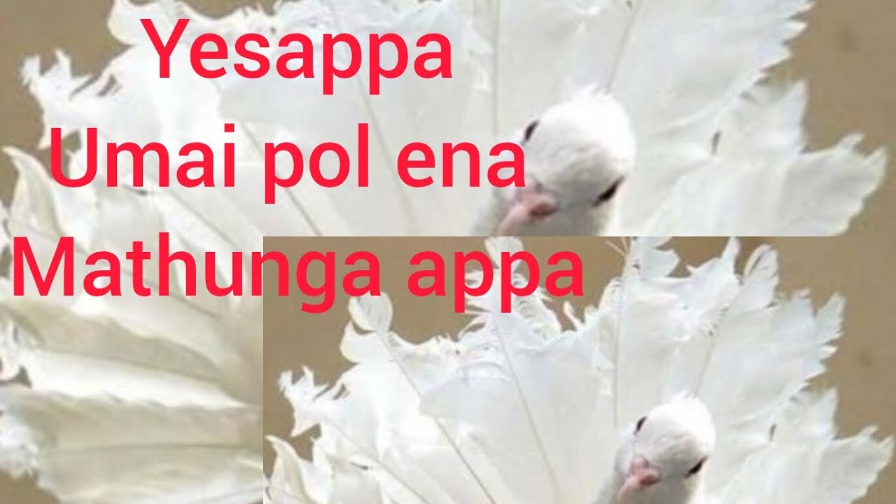 Yesappa Umai Pol Mathunga appa amen - YouTube