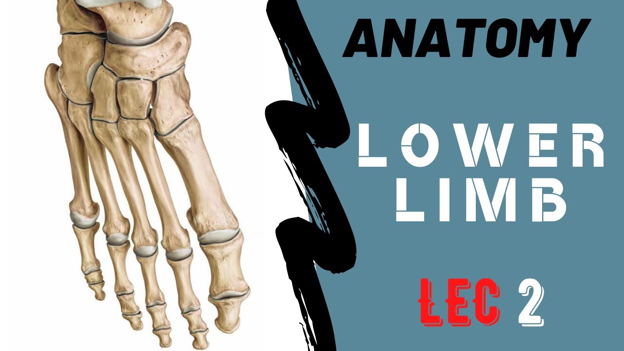 Lower Limb I Lec 2 - YouTube