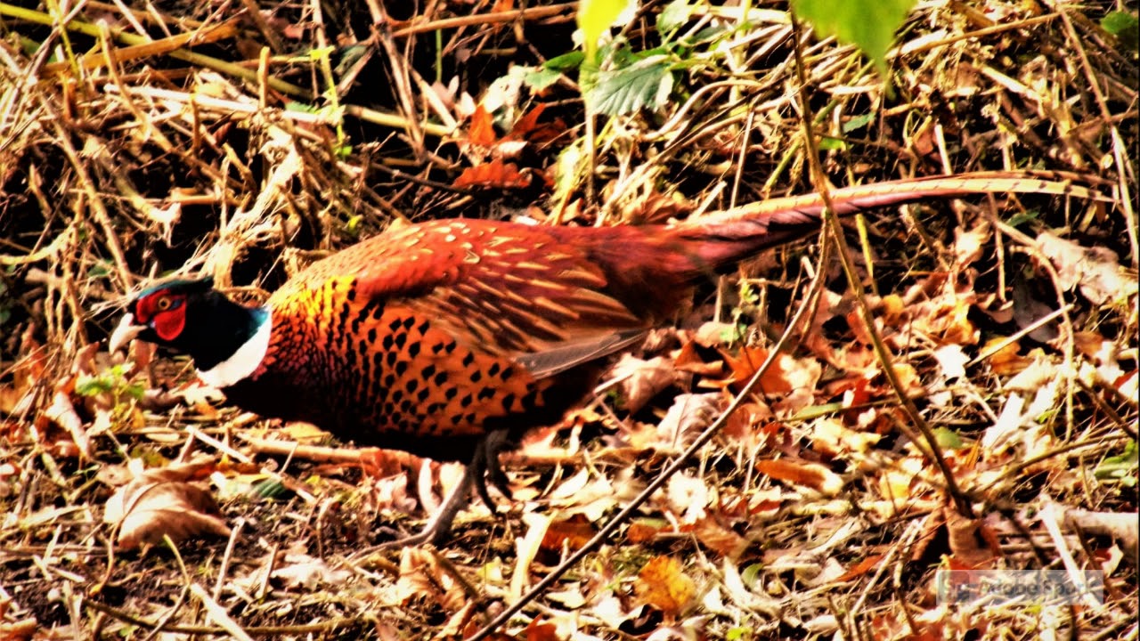 Pheasant, a poem by Sidney Keyes (1922 - 43) - YouTube
