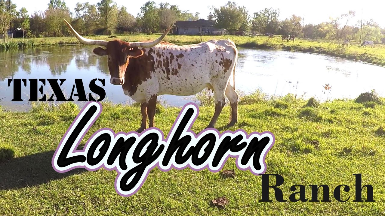 Texas Longhorn Ranch & Farm / Sollen wir ein Longhorn kaufen? / Texas ...