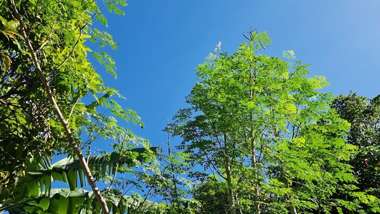 MAY BUNGA NA ANG PUNO NG MALUNGGAY NAMIN! PWEDE NA I HARVEST - YouTube