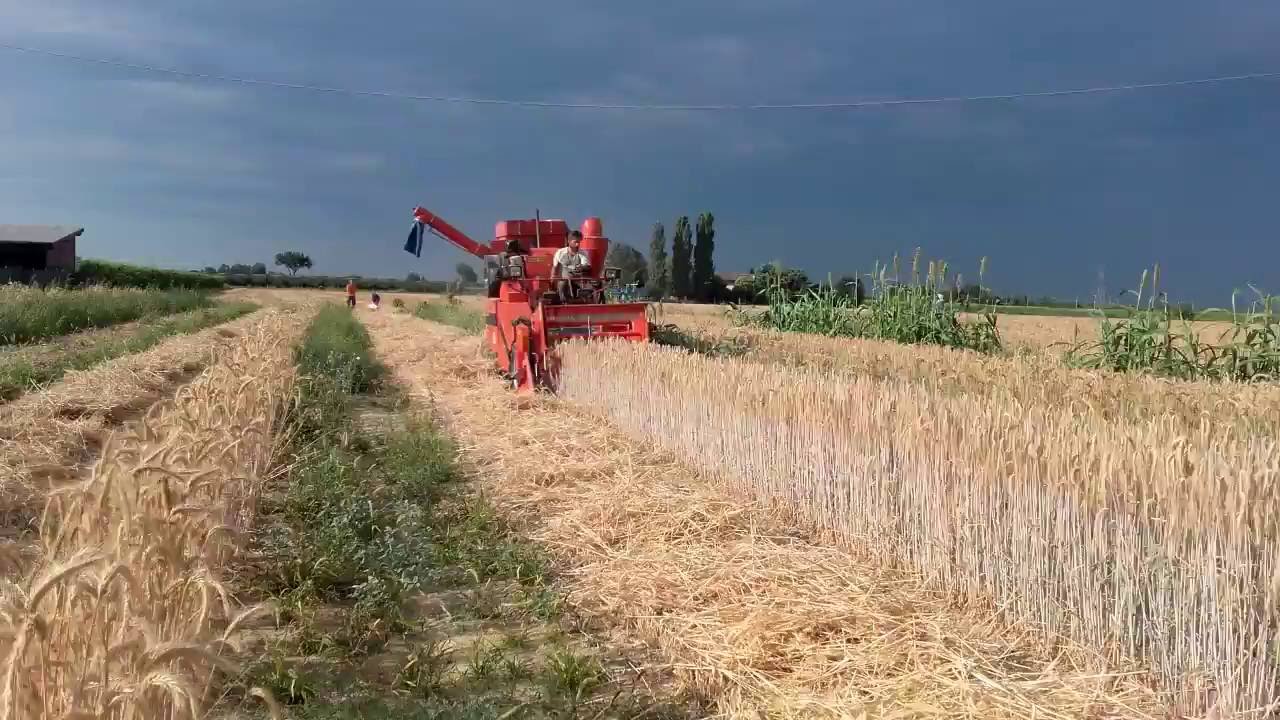 Trebbiatura segale da seme - Prove sperimentali di KWS - YouTube
