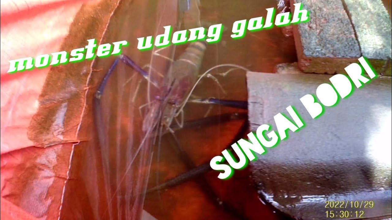 hasil pancingan udang galah - YouTube