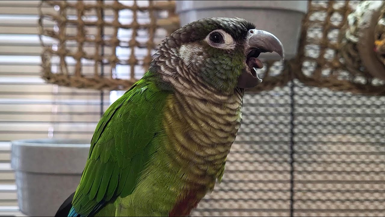 happy conure parakeet sounds - YouTube