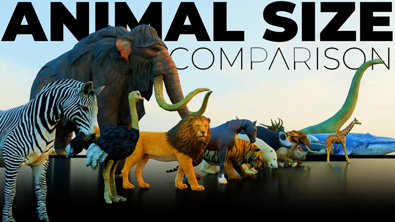Animal Size Comparison | How Big Are Animals in 3D? - YouTube