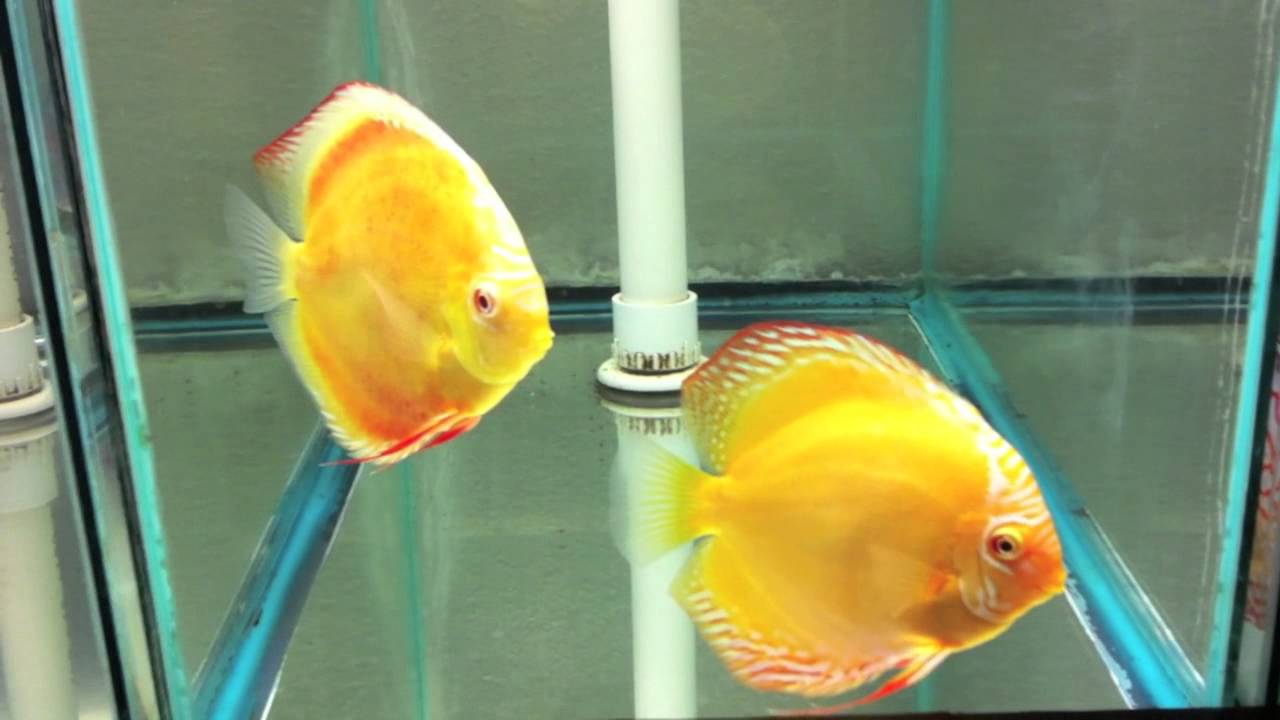 Albino Golden Discus Breeding Pair - YouTube