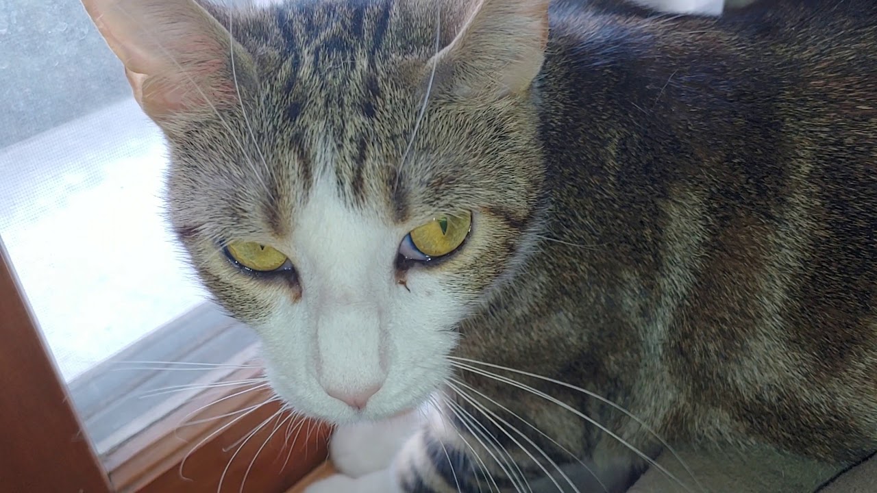 Savage Kitty - YouTube