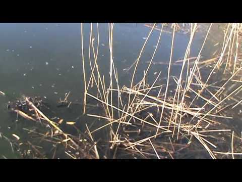 PZW - Trawno - \"Kacze Doły\" - YouTube