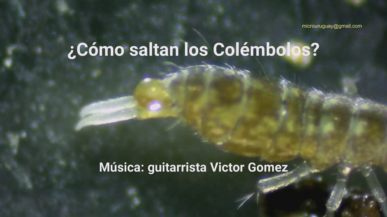 Cómo saltan los Colémbolos? How do Springtails jump? - YouTube