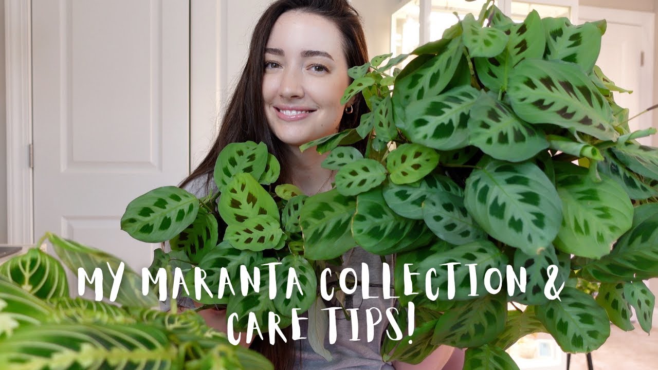 My complete Maranta Collection and Care tips! | How I keep my Marantas ...