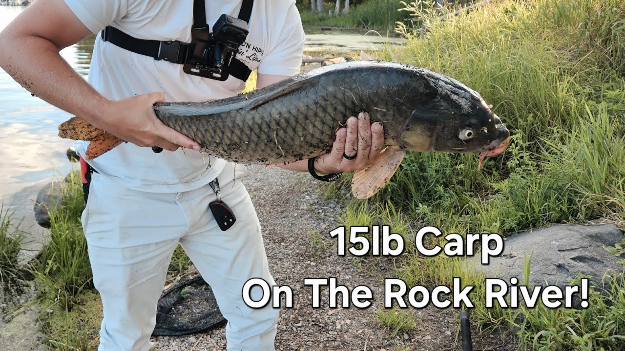 BIG Carp On The Rock River! (Full fight) - YouTube