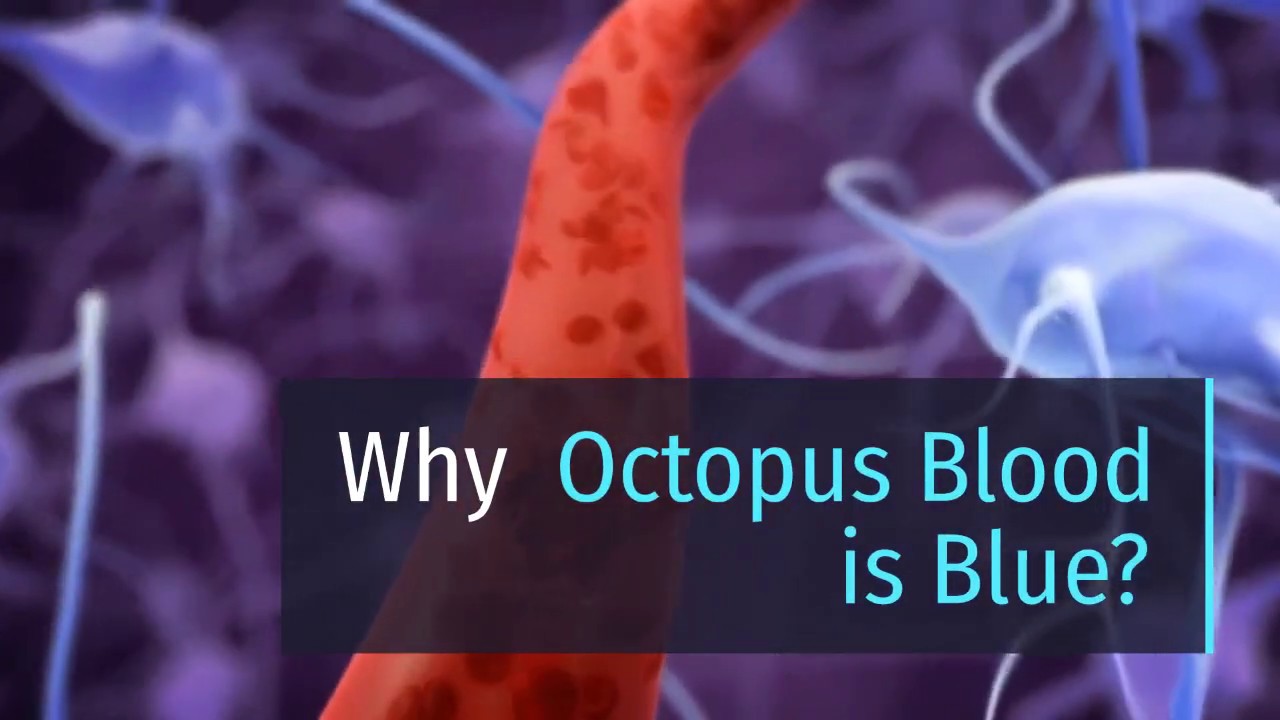 Why Octopus Blood is Blue? - YouTube