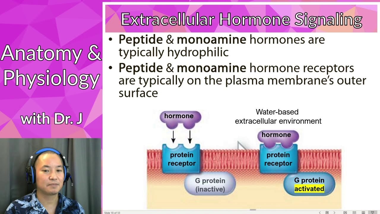 PHYL 142 | Endocrine | Hydrophilic Hormones & Extracellular Hormone Receptors - YouTube