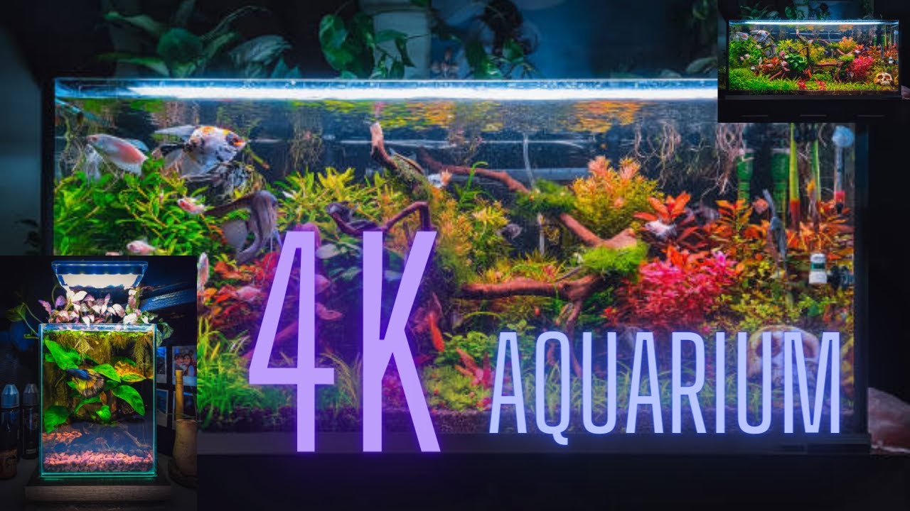 Aquarium 4K VIDEO (ULTRA HD)Beautiful Relaxing green widow Fish ...