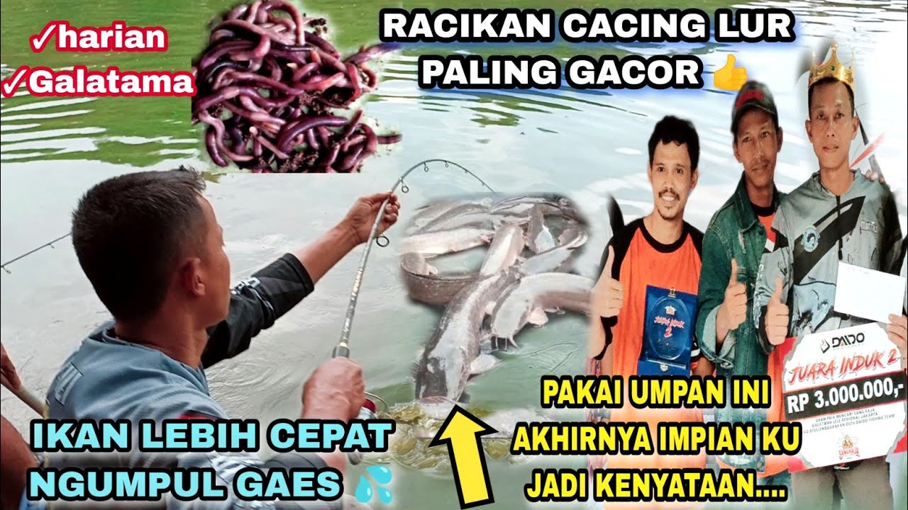 RACIKAN CACING LUR INI GAK ADA OBAT..!!! PLUNG NYUT...IKAN LEBIH CEPAT ...
