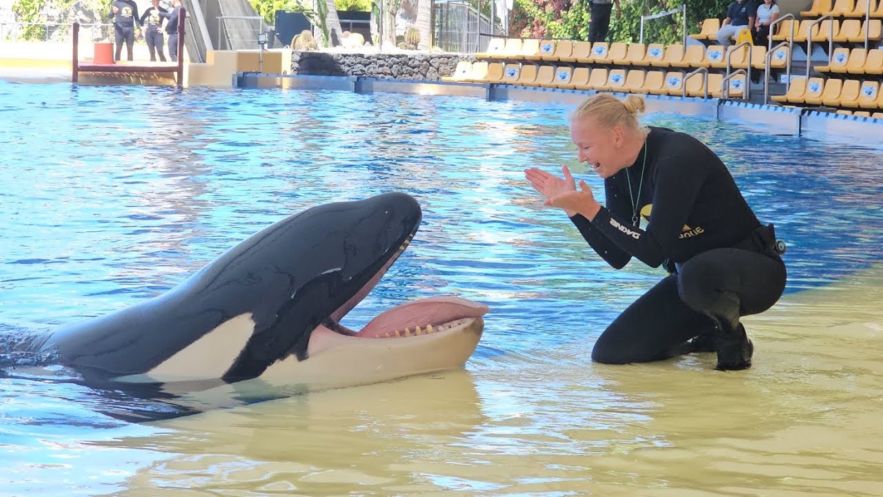 Keto & Renée ️ Loro Parque, Orca Ocean, 30.06.2024 - YouTube