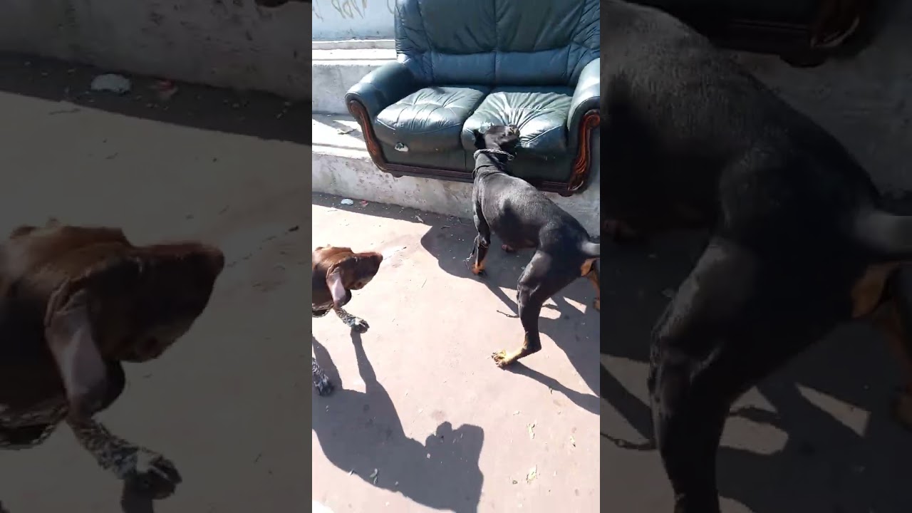 crazy doberman - YouTube