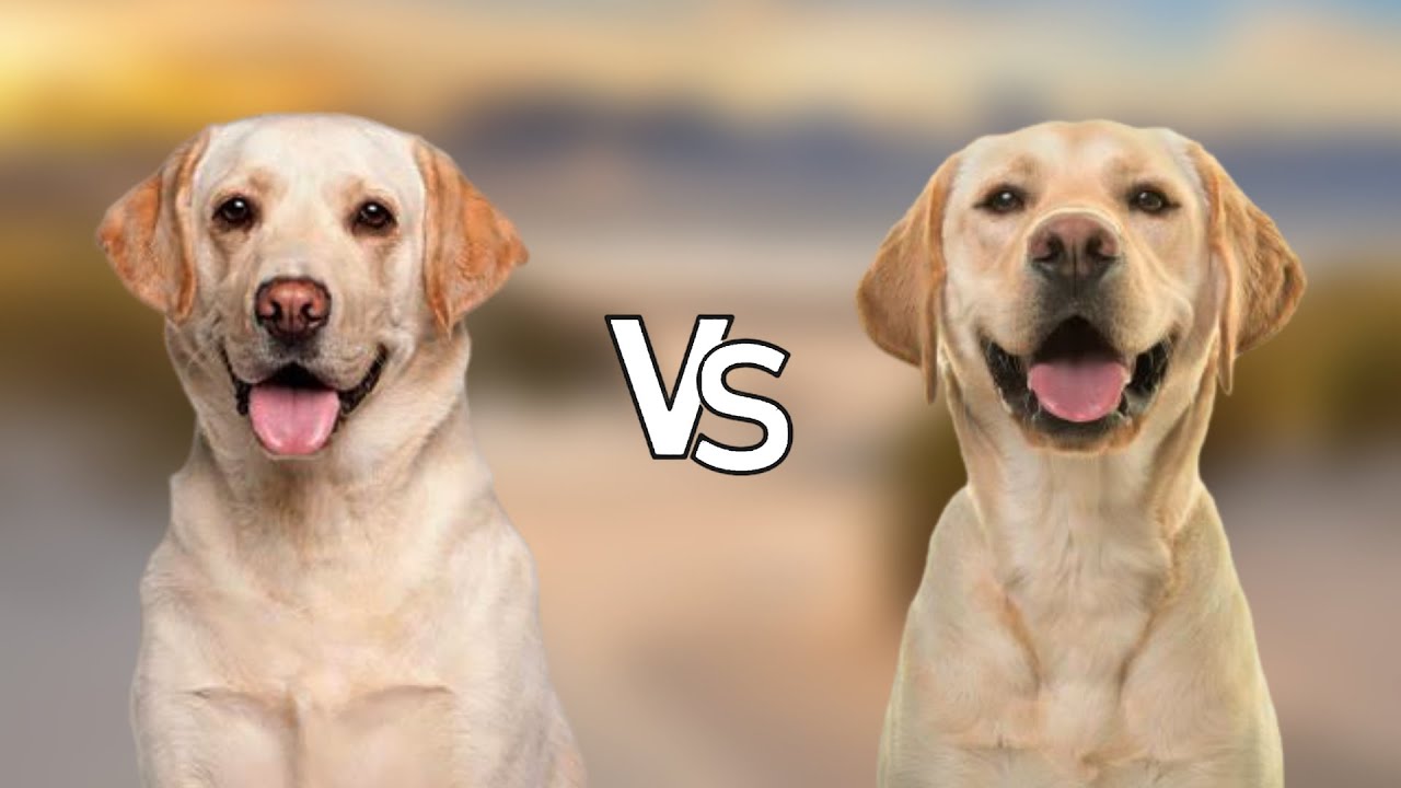 Labrador Retriever Male Vs Female: 10 Differences Between Them - YouTube
