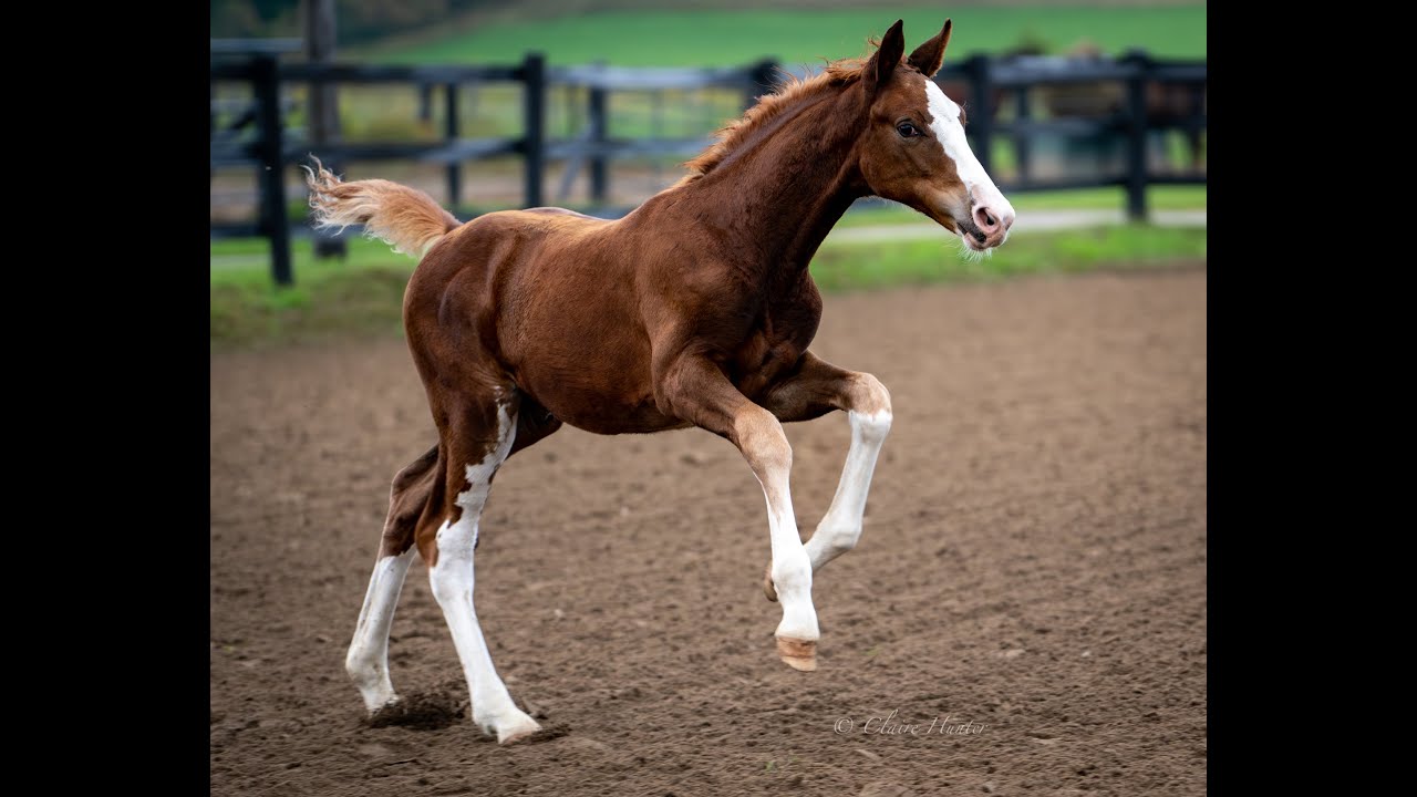 Skyland's Clark Kent (Beau Balou x Cabardino x Rio Grande) Colt - SOLD ...