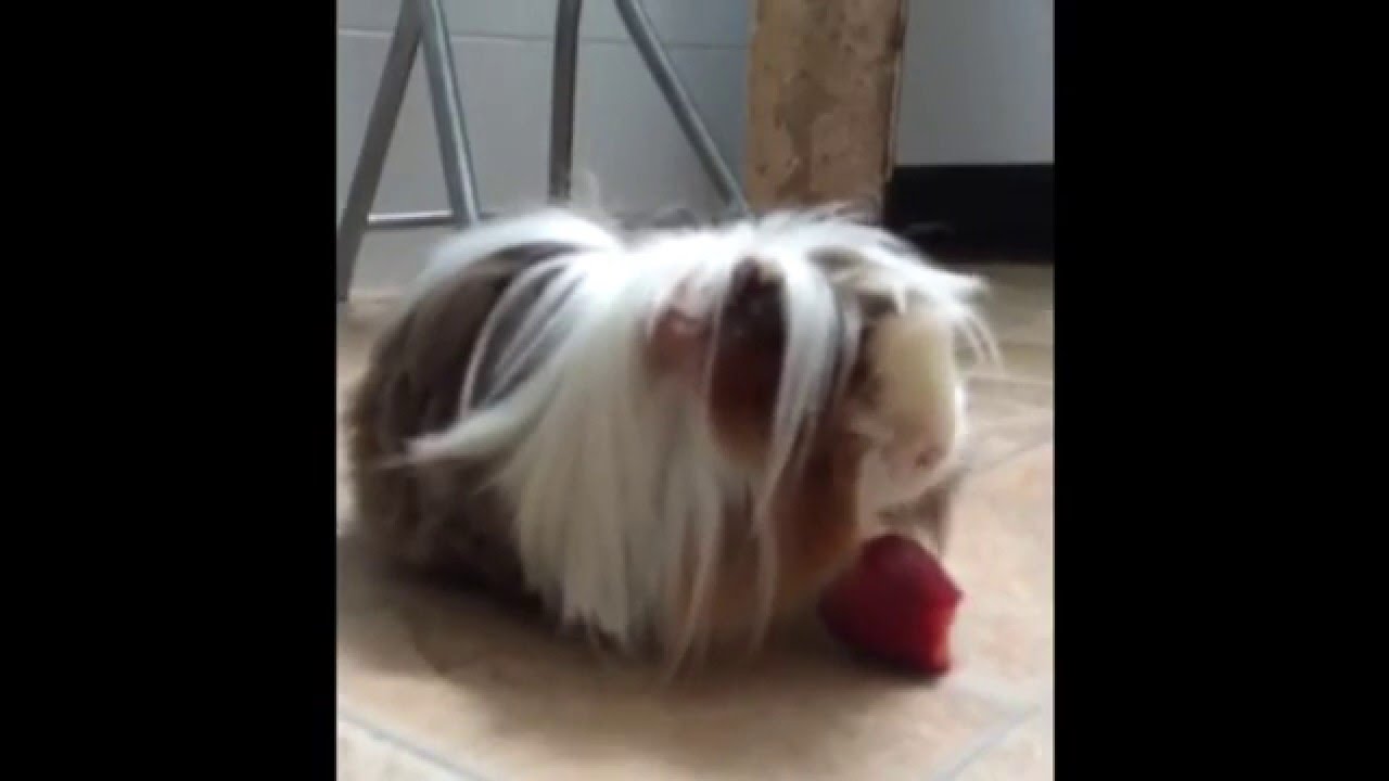 Cobayo dando vueltas - cuy angora - YouTube