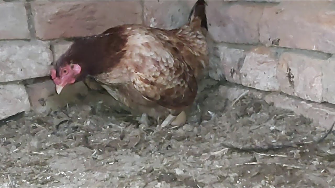 Chicken Laying An Egg| Hen Lays An Egg For First Time - YouTube