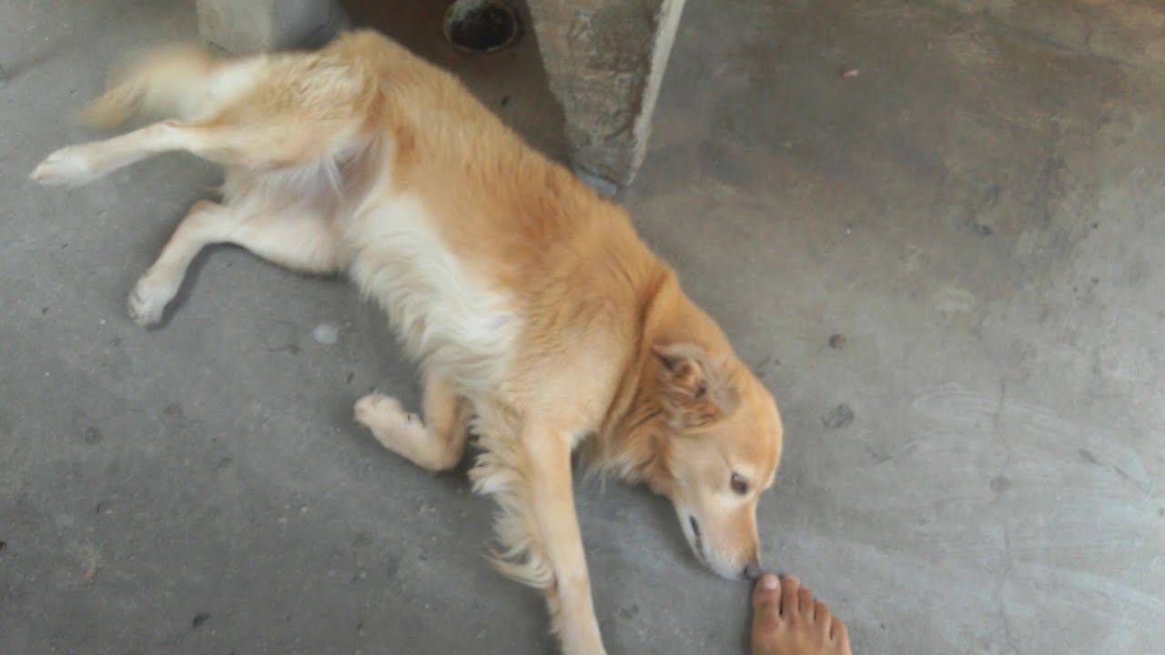 Max o cão - YouTube