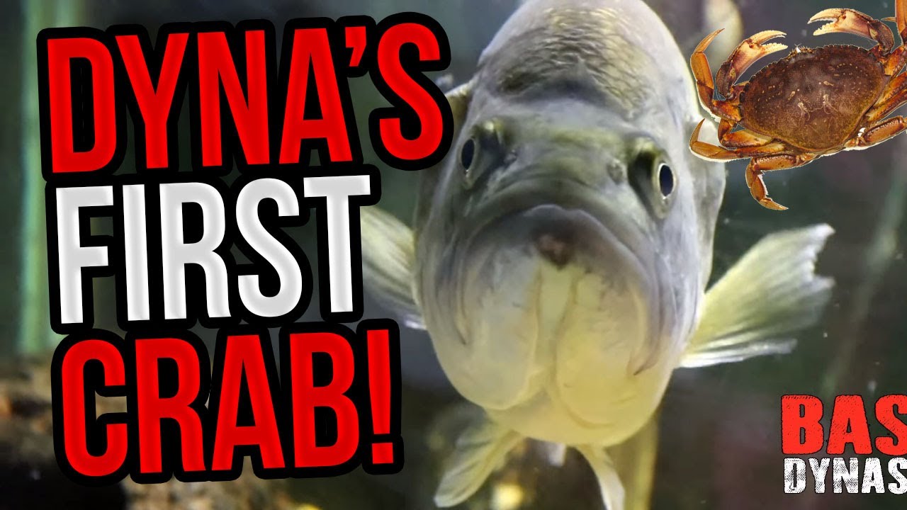 TASTE TEST!! - DYNA EATS HER FIRST CRAB!! - (Bass Fishing w/ Dyna ...