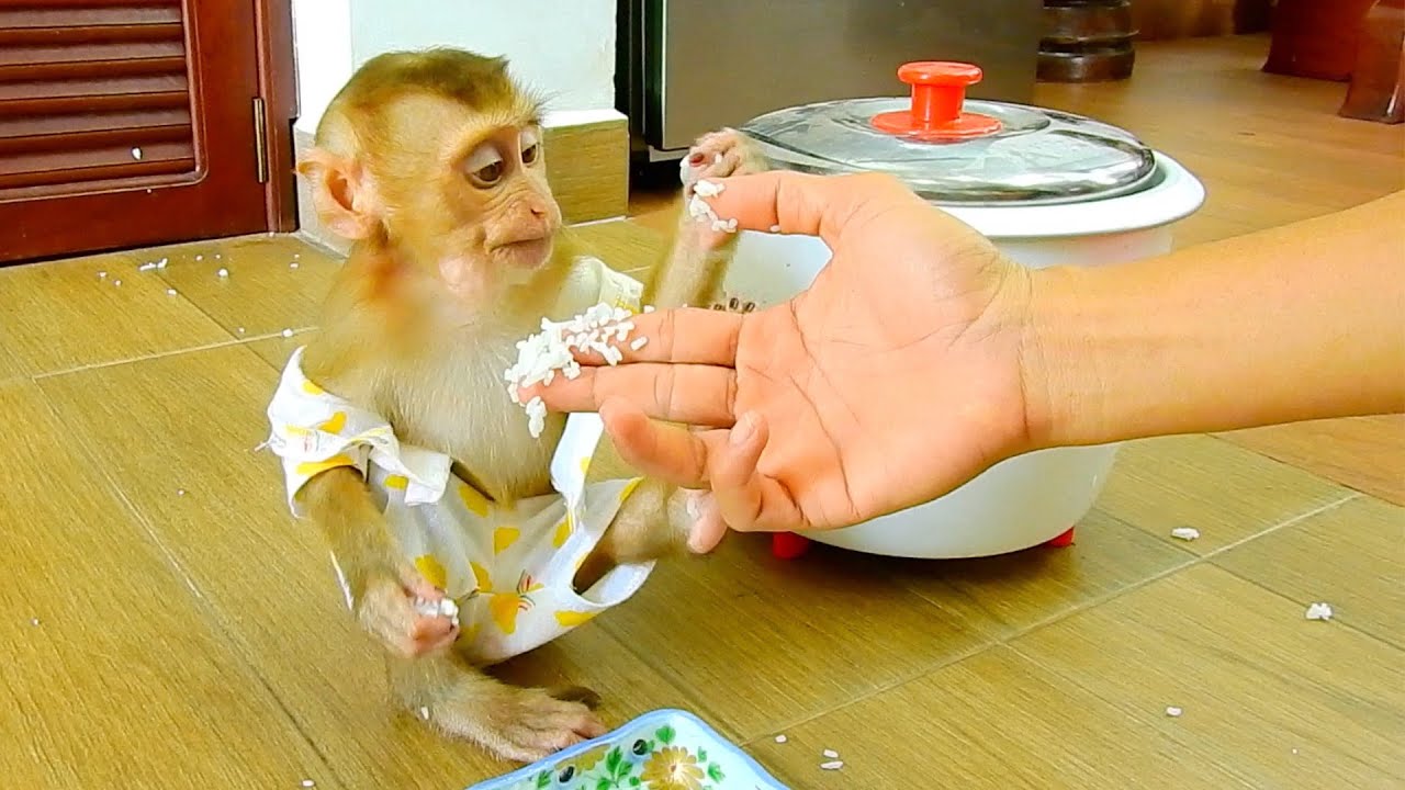 Handsome Man POLEE Take Sticky Rice From Daddy's Fingers. - YouTube