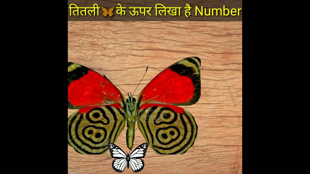 इस तितली 🦋 के ऊपर लिखा है Number 😦 | 89 98 Butterfly #shorts - YouTube