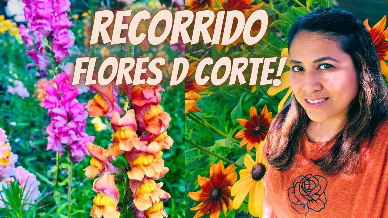 Recorrido de flores de corte / que flores están floreando y como van ...