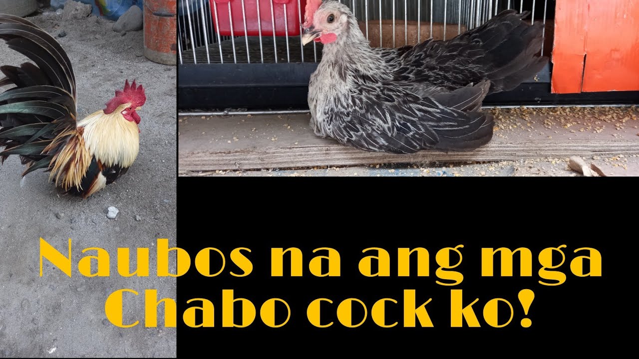 Na ubos ang mga Chabo cock ko!! (I'm loosing chabo 😔) Chabo Breeds ...