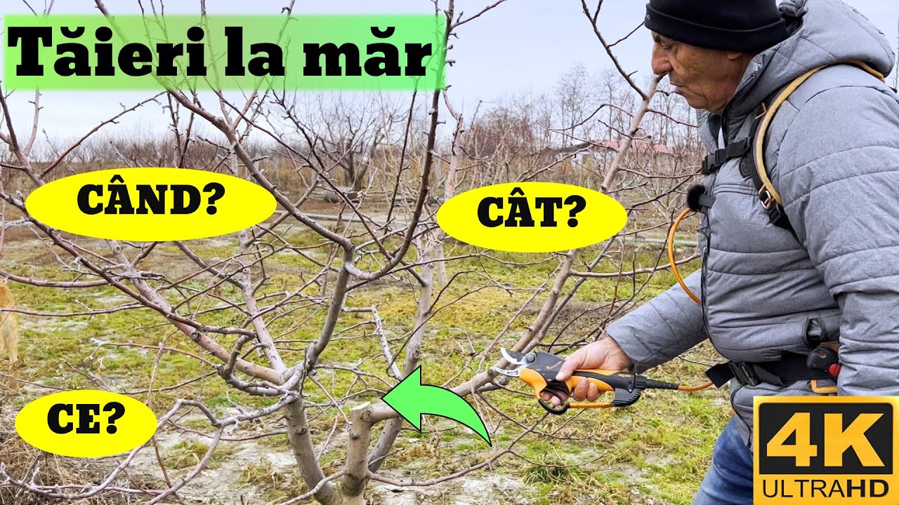 Taierile la meri pana la intrarea deplina pe rod - YouTube