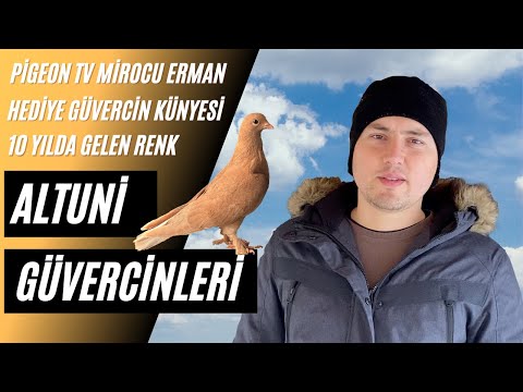 Nadir Bulunan Altuni Güvercinleri ve Miro Kümesinde Son Durum