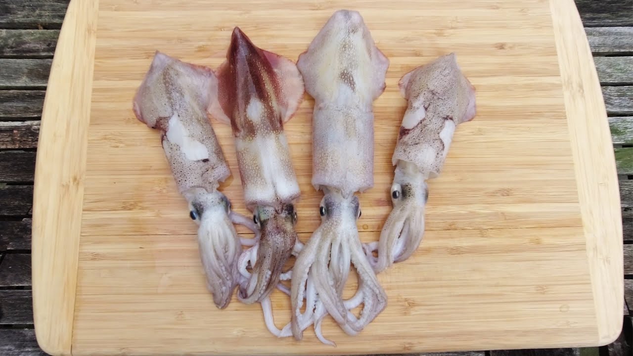 Jigging For Squid at Night | Catch Clean Cook - YouTube