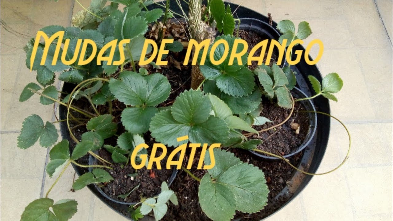 MORANGO- COMO CONSEGUIR NOVAS MUDAS - YouTube