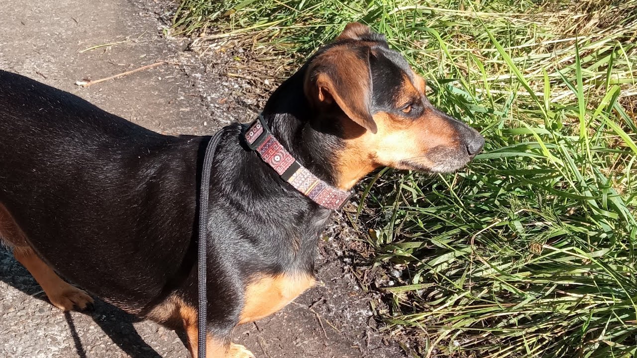 Dog Adele в прямом эфире! - YouTube