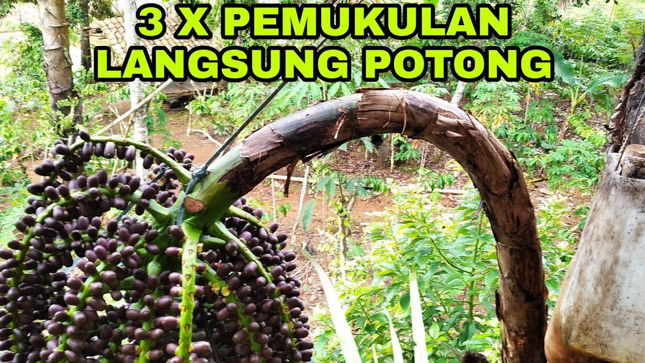 proses pemotongan manggar bunga aren - YouTube