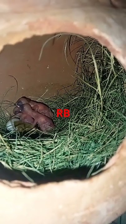 Silver java breeding#hatching#chick#cage#beautiful#viralshort#trending# ...