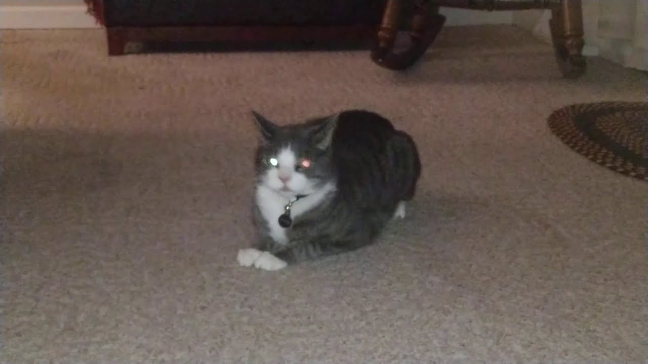 Cat Chases Own Tail - YouTube