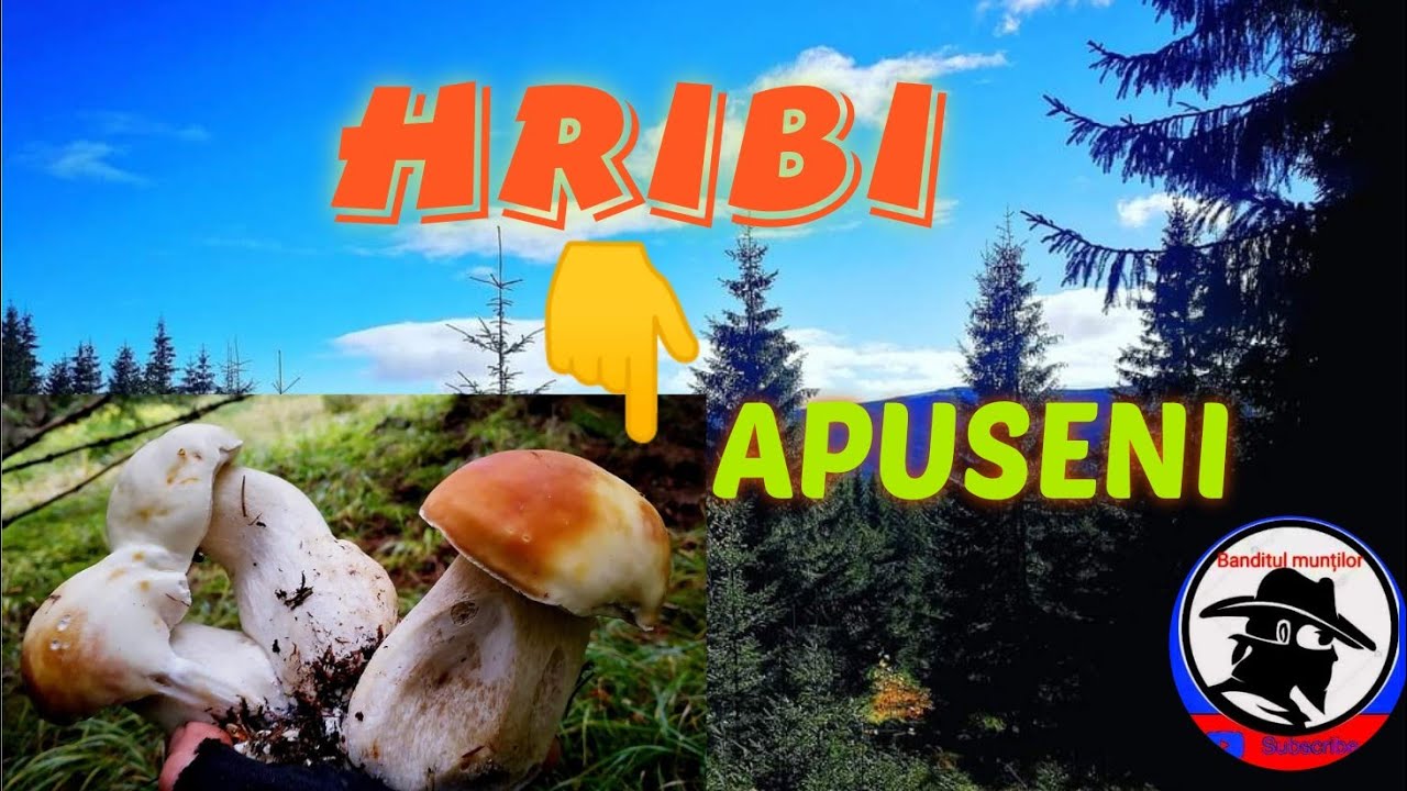 Apar HRIBII în Apuseni! Boletus EDULIS! funghi porcini! - YouTube