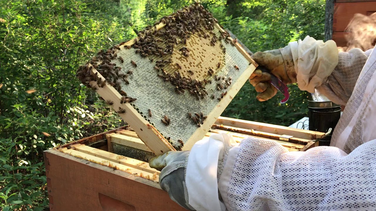 Beekeeping. I almost replaced this queen and now this hive is exploding ...