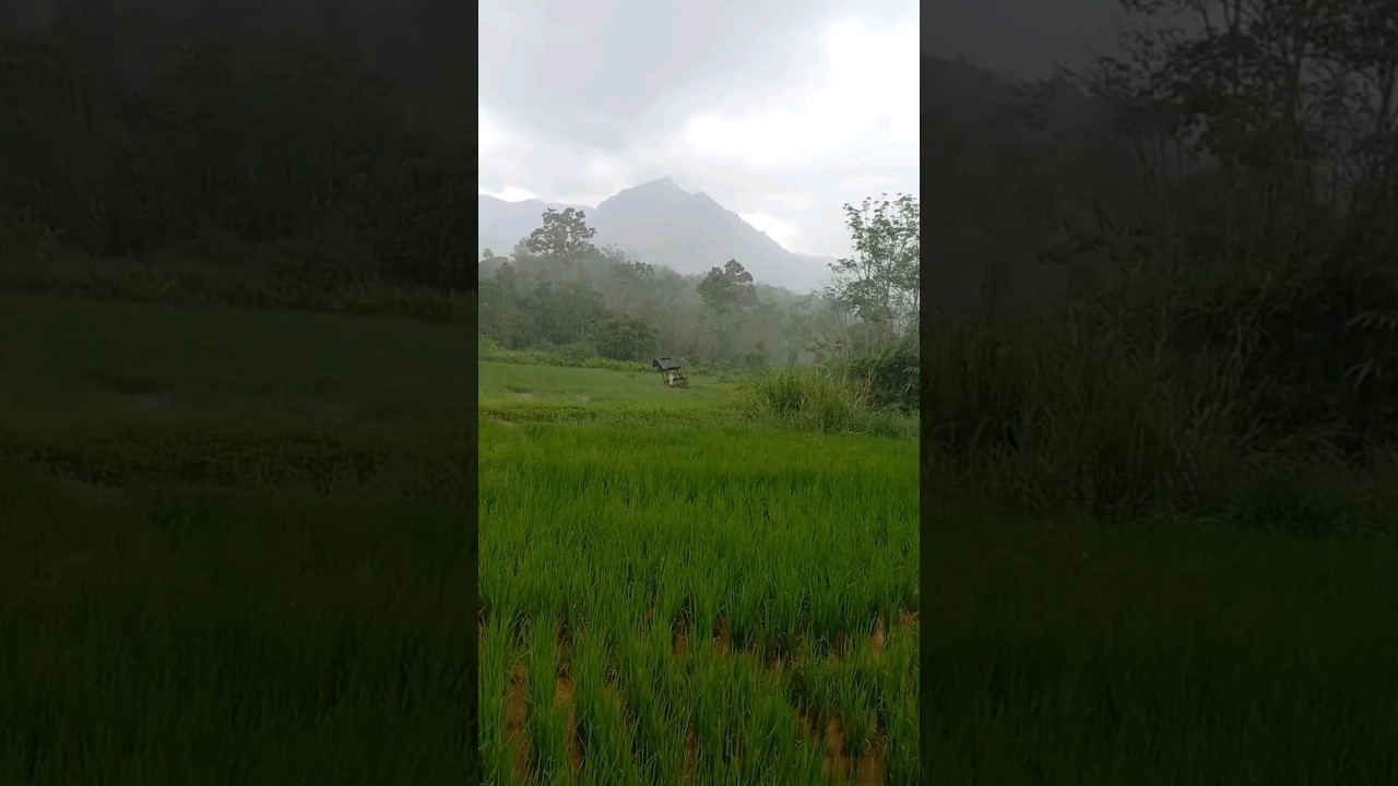 cuaca sangat tidak mendukung untuk kegiatan hari ini 🙏#birds # ...