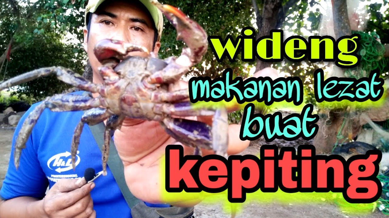 CARI WIDENG | usaha kepiting 15 hari panen - YouTube