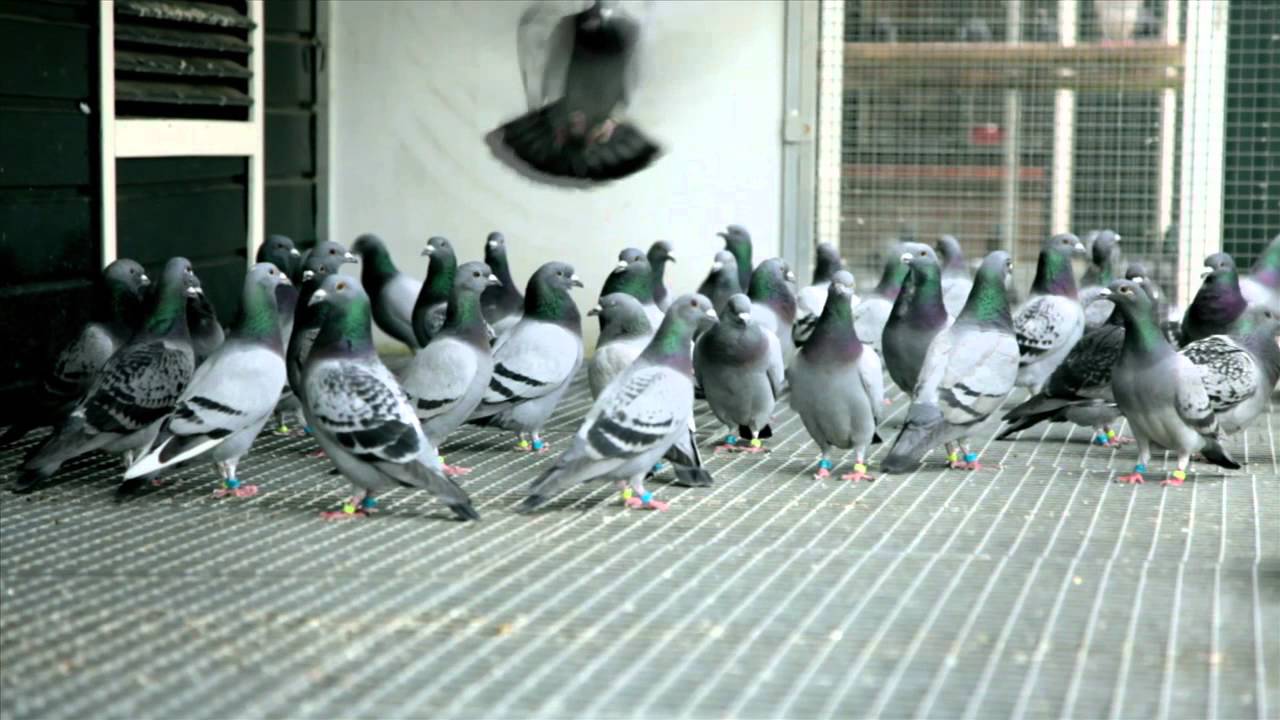 Eijerkamp Duiven (pigeons) film test - YouTube