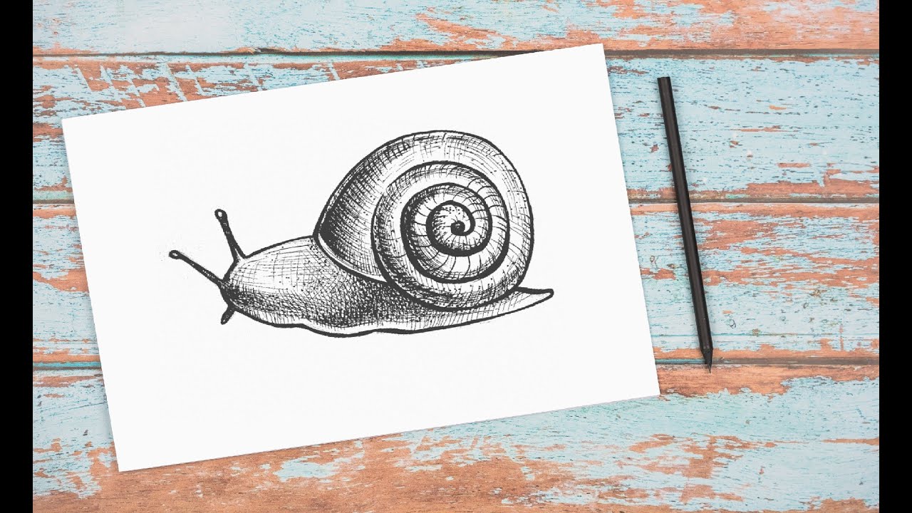 EASY and FAST way to draw SNAIL - YouTube