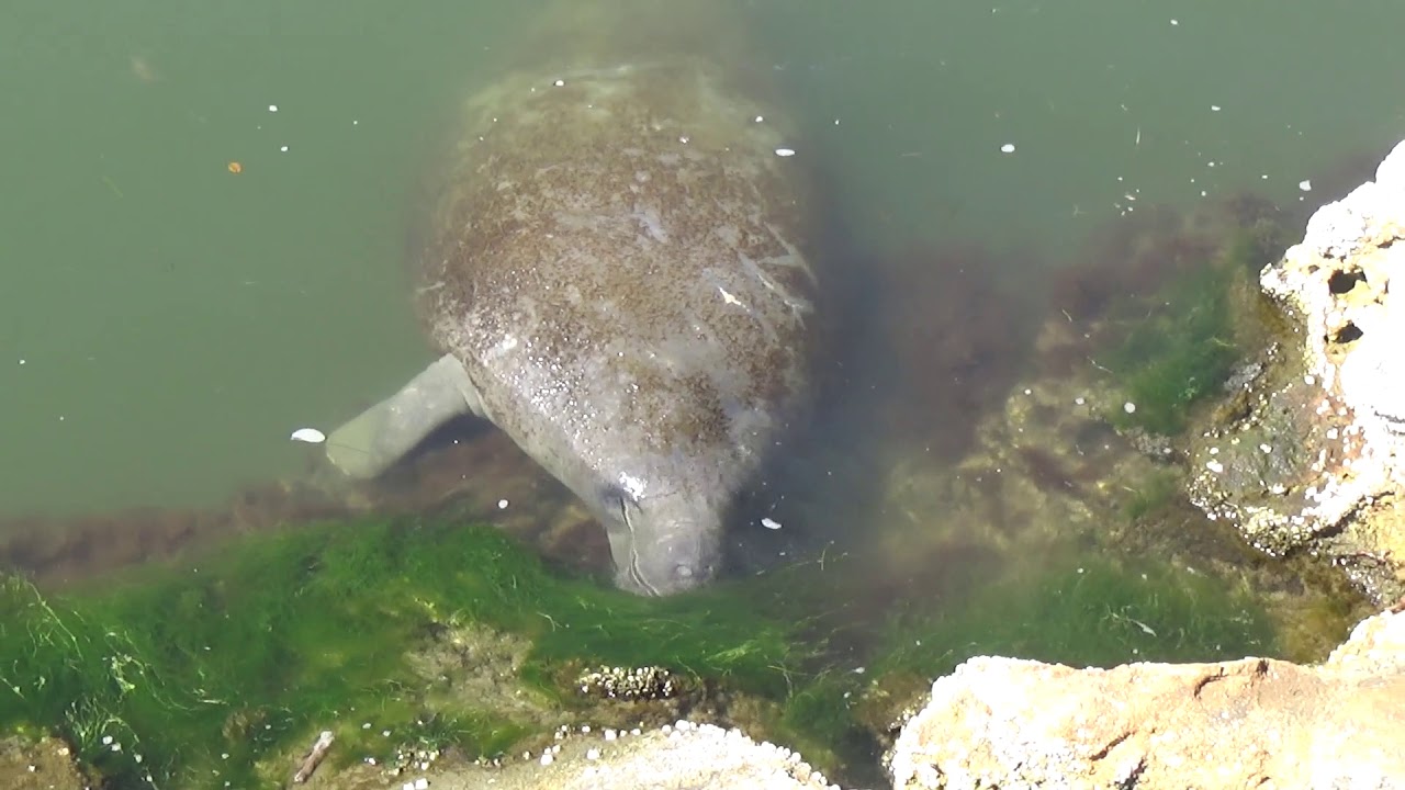 Manatee Grazing Along Bank of Haulover Canal Merritt Island Florida - YouTube