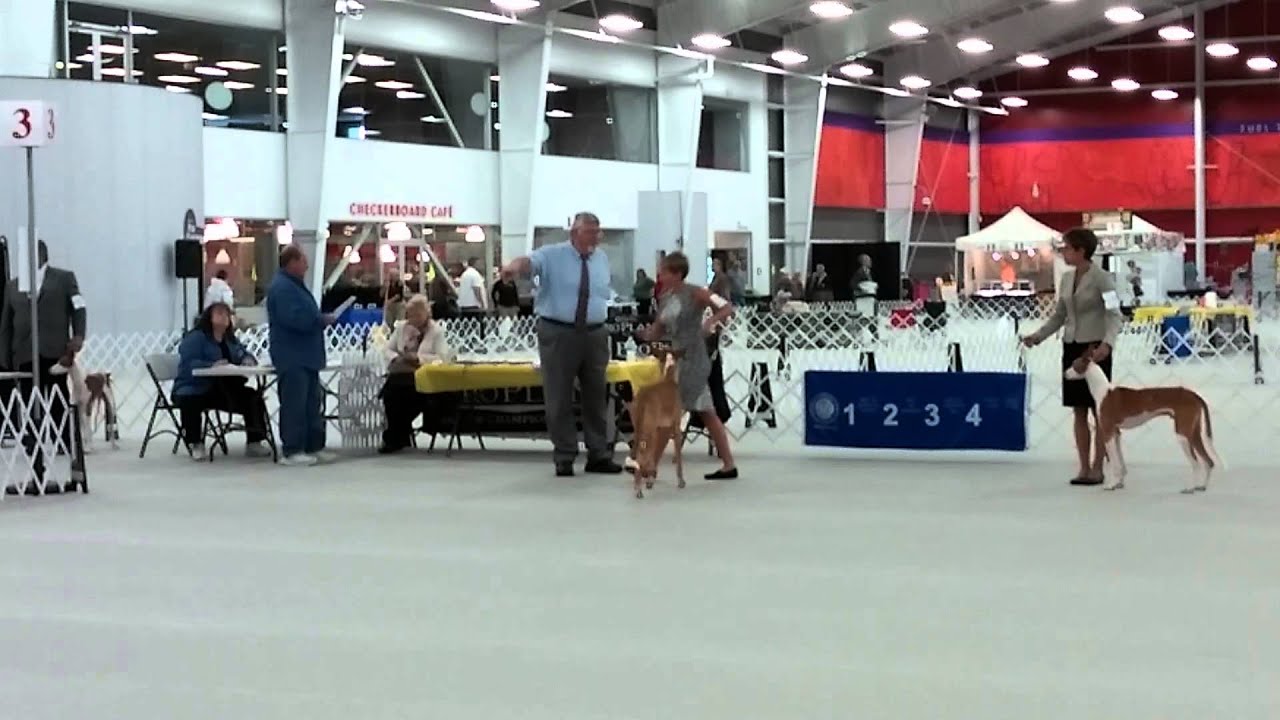 winners dog - YouTube