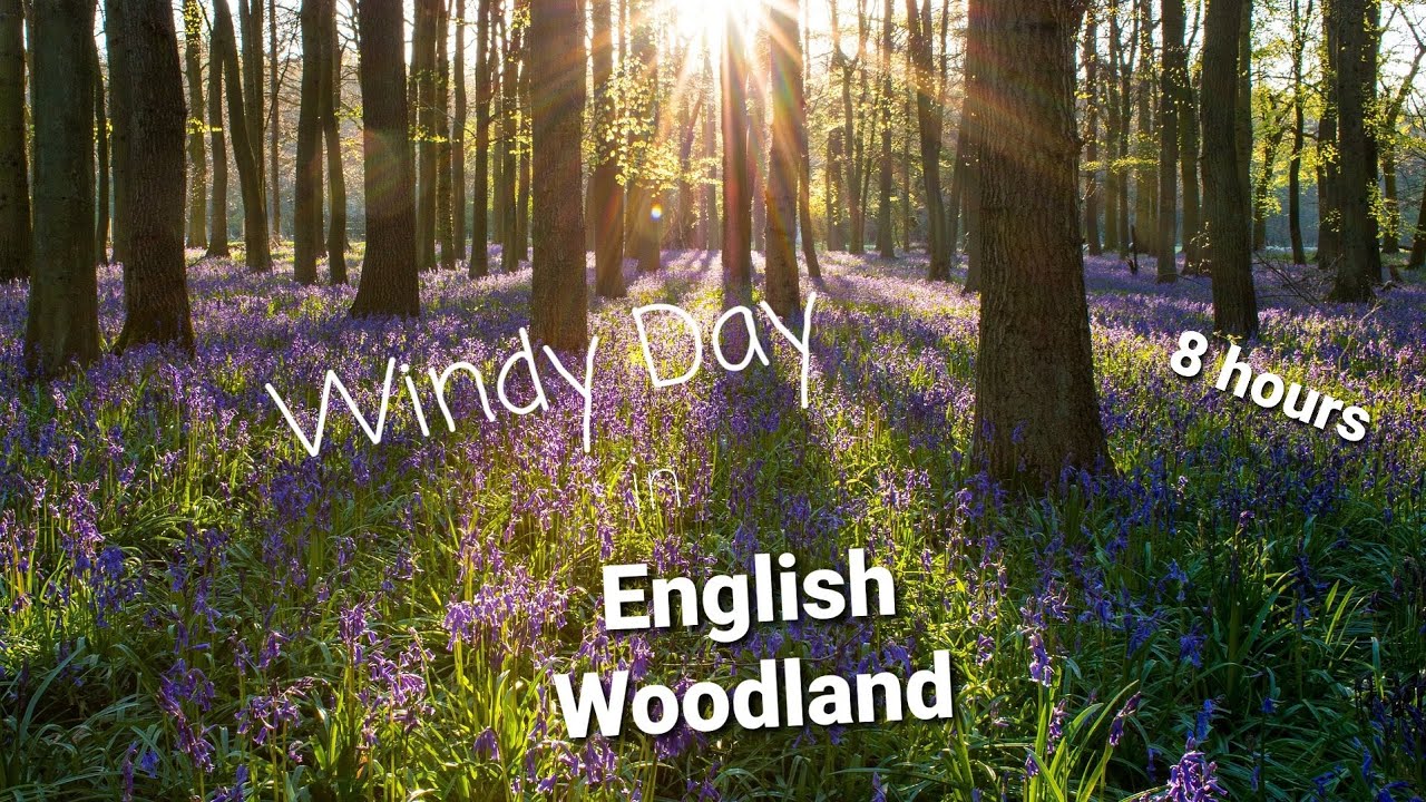 Wind Rustling Trees - Forest Sounds - Windy Day in English Woodland ...